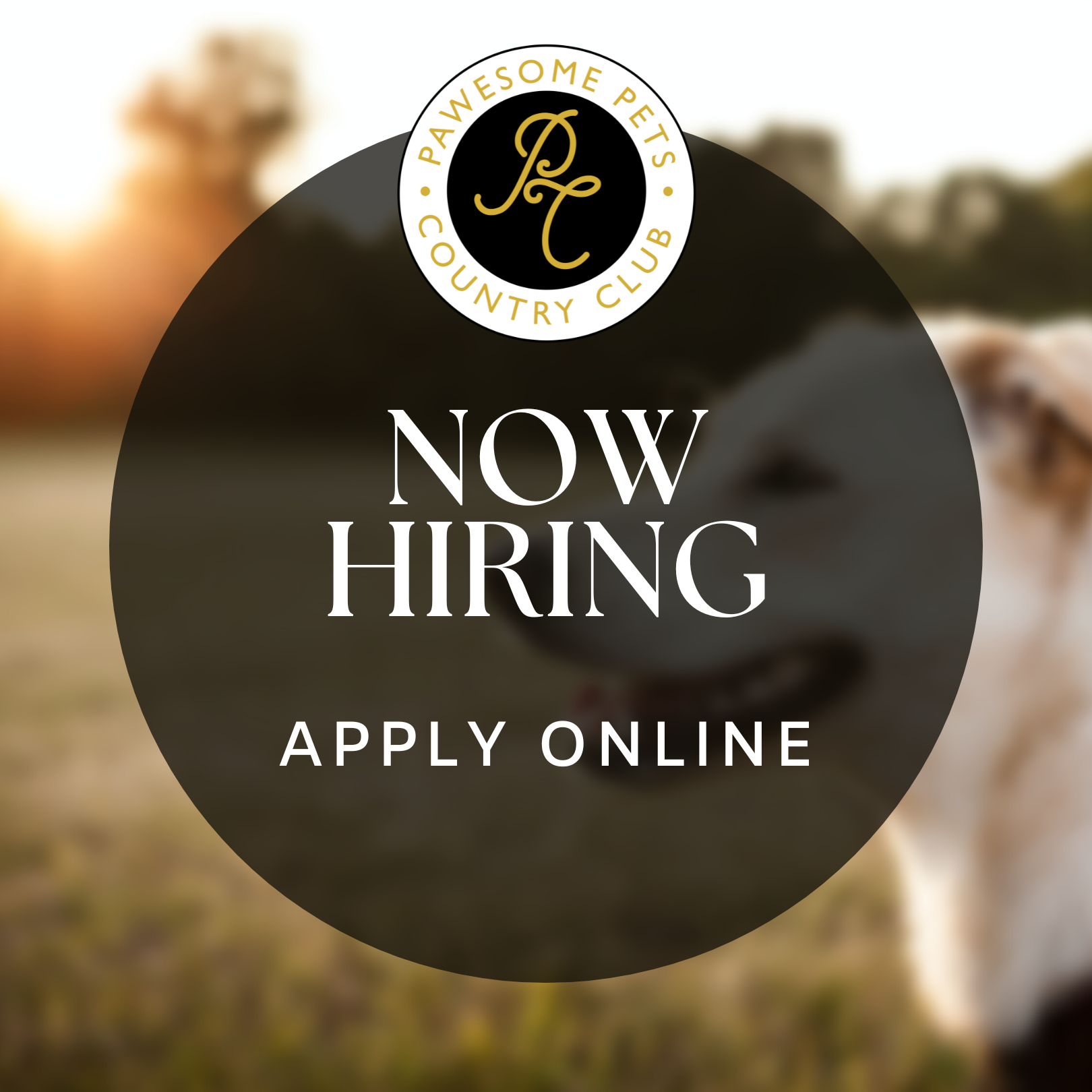 Employment - Pawesome Pets Country Club