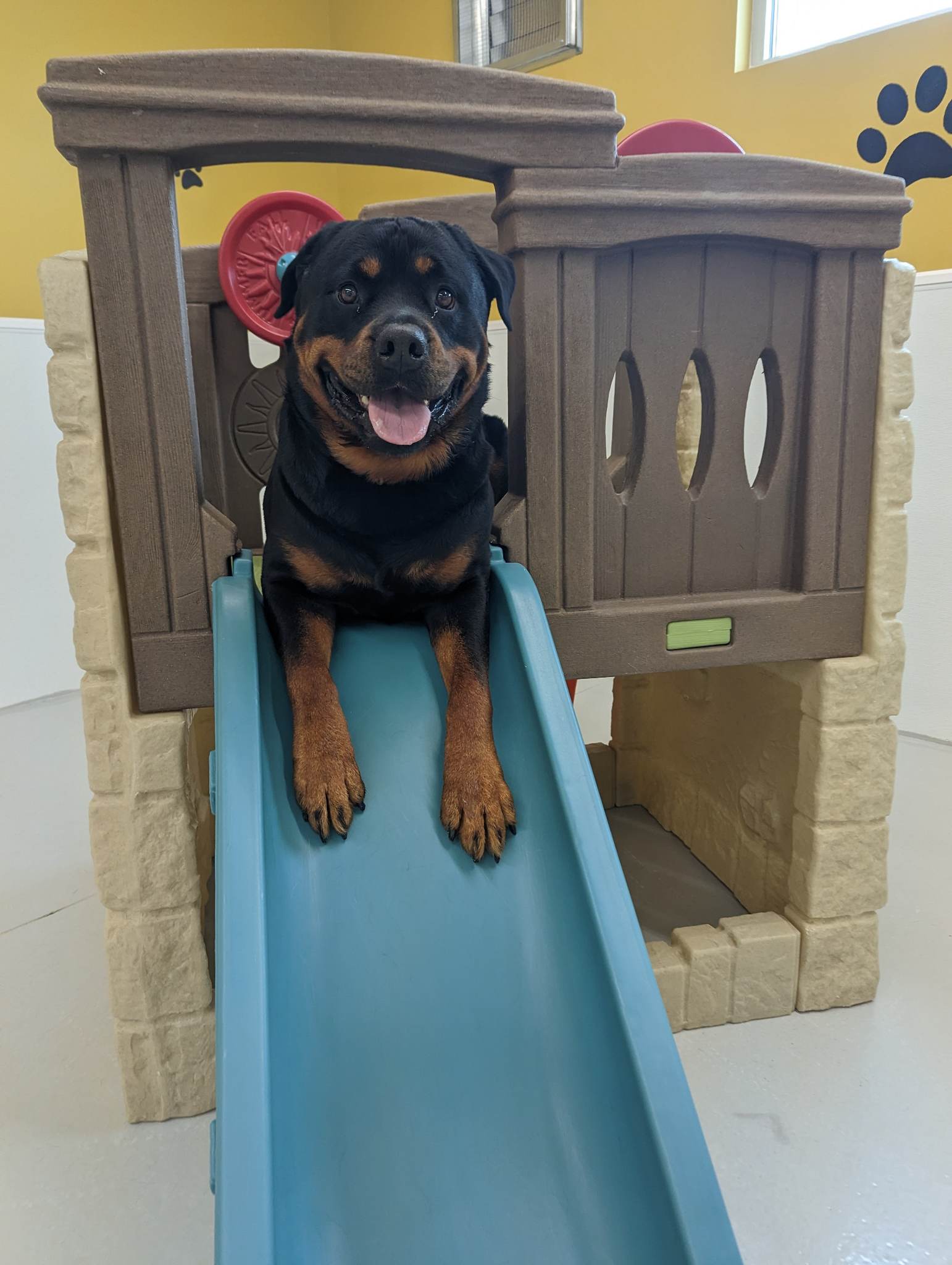 Services & Pricing - Pawesome Pets Country Club