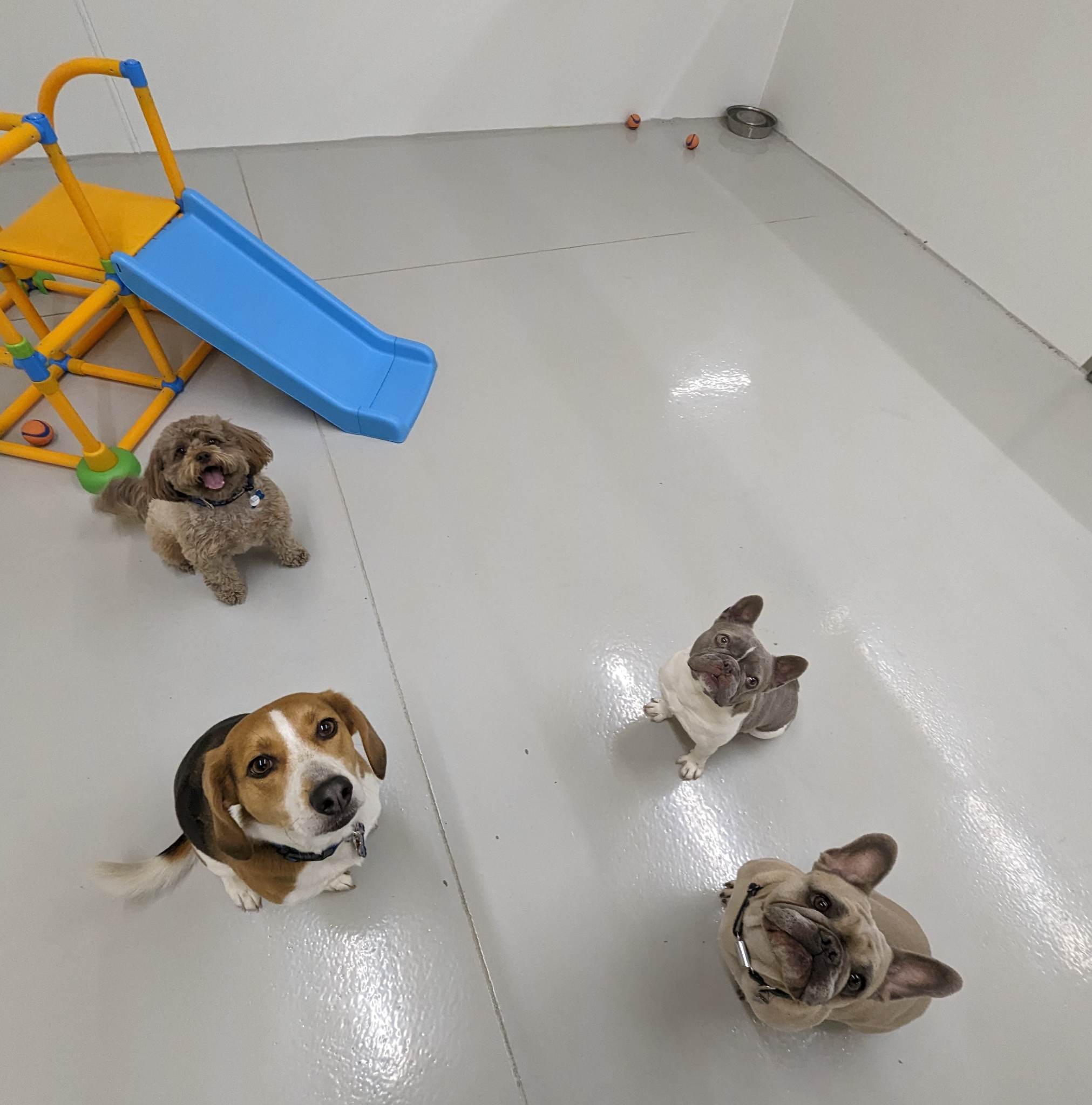 Services & Pricing - Pawesome Pets Country Club