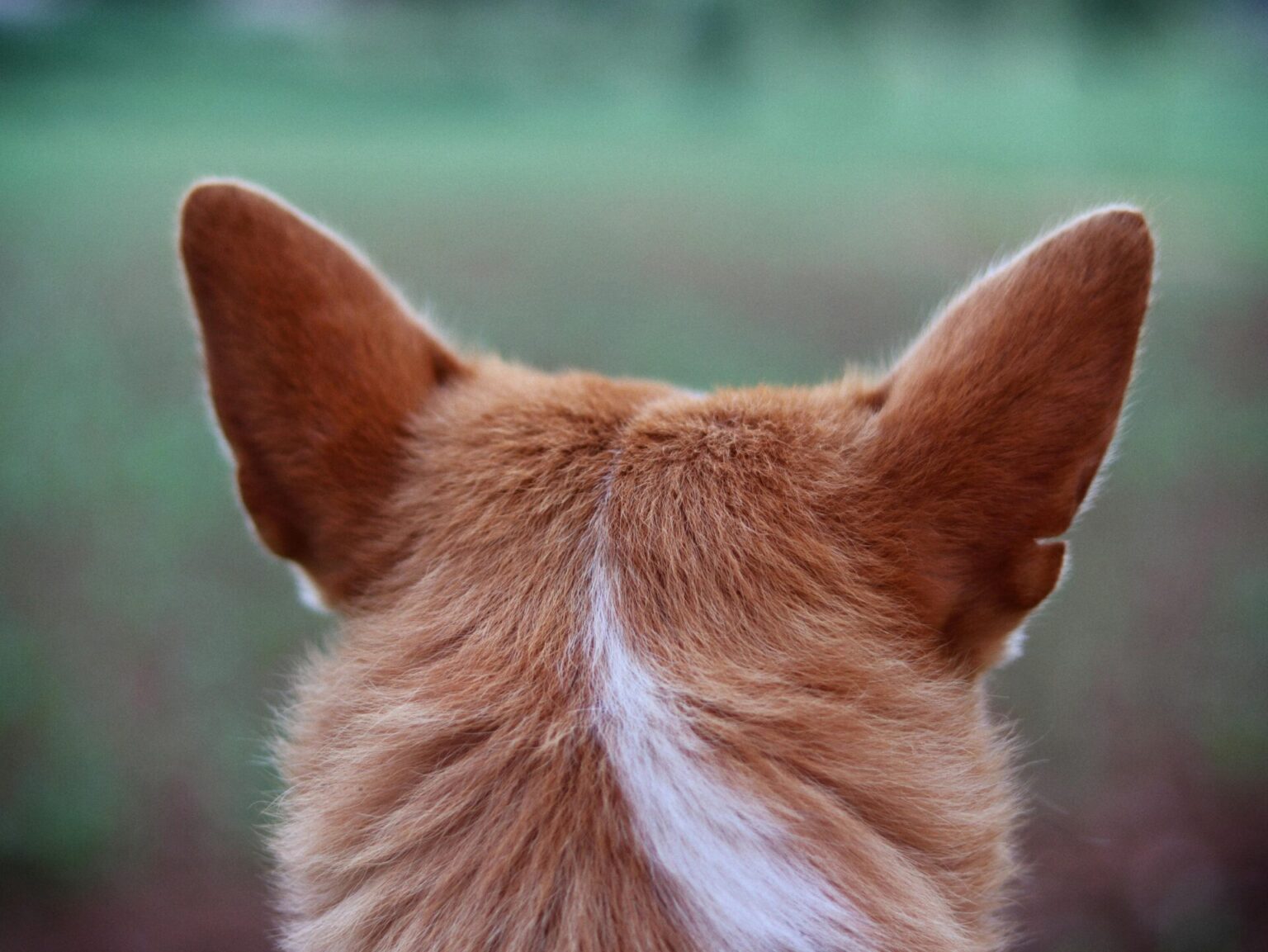 Deciphering Your Dog's Body Language - Pawesome Pets Country Club