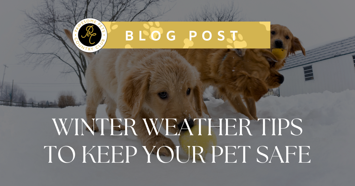 Winter Weather Tips to Keep Your Pup Safe This Season - Pawesome Pets ...
